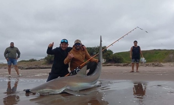 Claromecó: pescan un enorme tiburón bacota de 2,49 metros y unos 90 ...