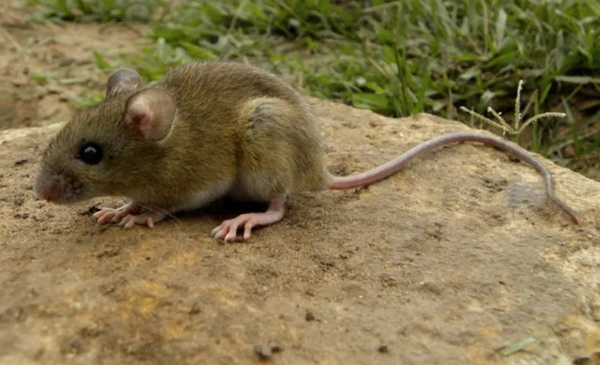 Hantavirus: confirman una víctima fatal en Chacabuco y ya son tres en ...