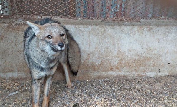 La Máxima: rescataron un zorro gris y rehabilitaron a una comadreja ...